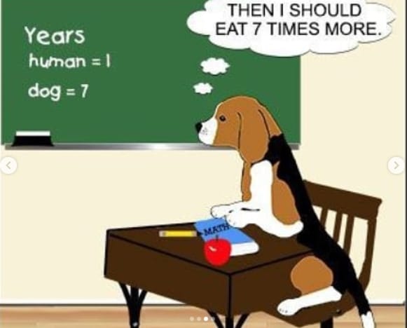 14 Funny Beagle Memes That Will Make You Smile! - PetPress