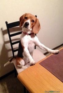 14 Funny Beagles To Make Your Day - Page 2 of 3 - PetPress