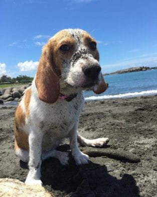 14 Beagles Having the Best Day at the Beach Ever - Page 2 of 4 - PetPress