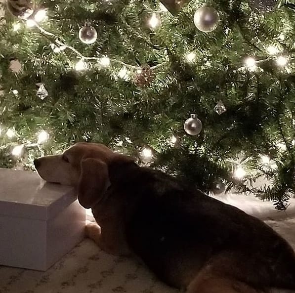 15 Cute Beagles Who are Waiting For Christmas - PetPress