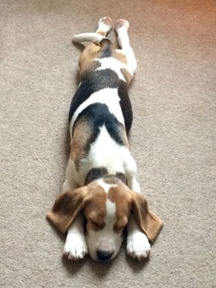 14 Funny Beagles To Make Your Day - Page 2 of 3 - PetPress