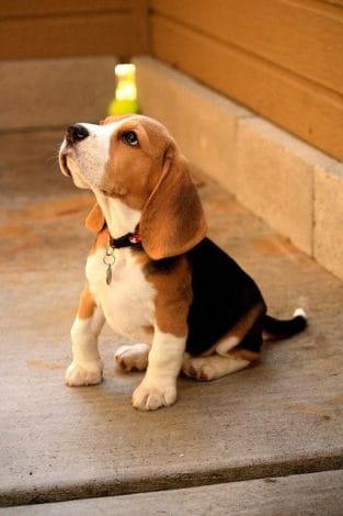 14 Charming Photos Of Beagle Puppies That Will Make Your Day Better ...