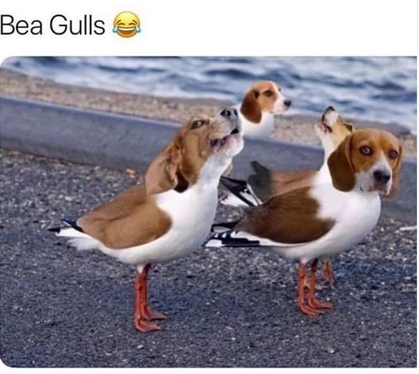 14 Funny Beagle Memes That Will Make Your Day! - Page 2 of 3 - PetPress