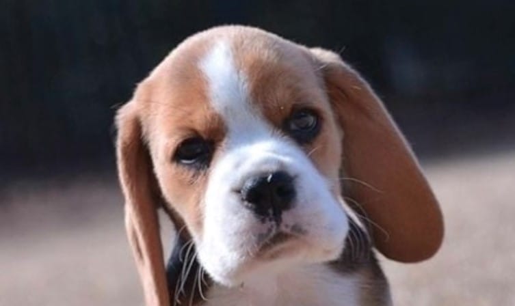 14 Funny Pictures Explaining Why You Should Never Own Beagles - PetPress
