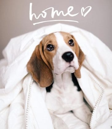 14 Beagle Pictures to Brighten Your Day - PetPress