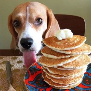 14 Funny Beagle Facts To Make You Smile - PetPress