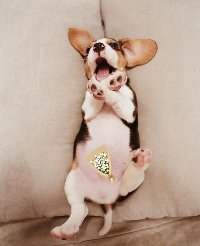 14 Beagle Pictures to Brighten Your Day - PetPress
