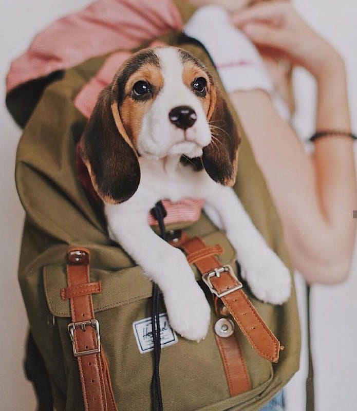14 Amazing Beagles to Make You Smile - PetPress