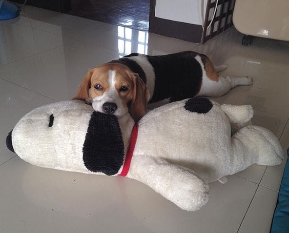 14 Funny Beagle Facts To Make You Smile - PetPress