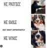 14 Funny Bernese Mountain Dog Memes That Will Fill You With Positive ...