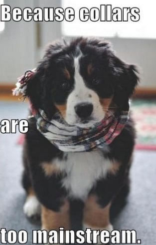14 Funny Bernese Mountain Dog Memes That Will Fill You With Positive ...