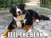 14 Funny Bernese Mountain Dog Memes That Will Fill You With Positive ...