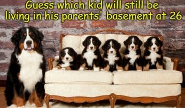 14 Funny Bernese Mountain Dog Memes That Will Fill You With Positive ...