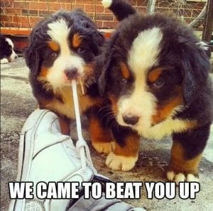 15 Funny Bernese Mountain Dog Memes That Will Make You Laugh - PetPress