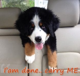 15 Funny Bernese Mountain Dog Memes That Will Make You Laugh - PetPress