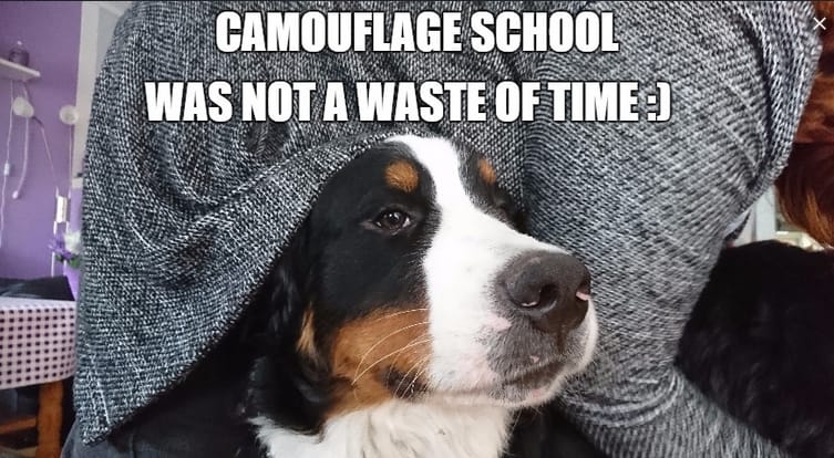 14 Funny Bernese Mountain Dog Memes That Will Fill You With Positive ...