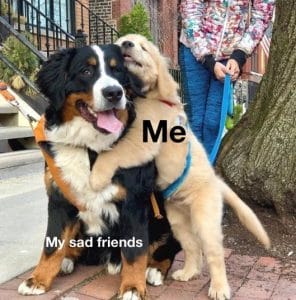 14 Funny Bernese Mountain Dog Memes That Will Fill You With Positive ...