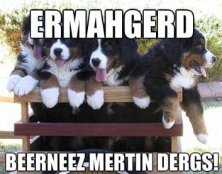 14 Funny Bernese Mountain Dog Memes That Will Fill You With Positive ...
