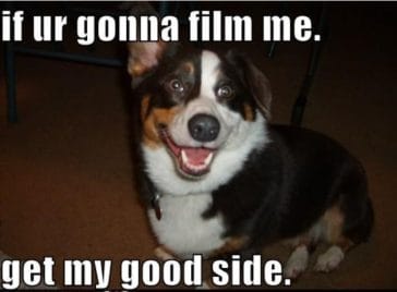 15 Funny Bernese Mountain Dog Memes That Will Make You Laugh - Page 3 ...