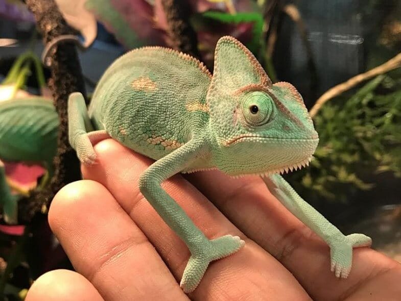 300+ Cool and Funny Chameleon Names | PetPress