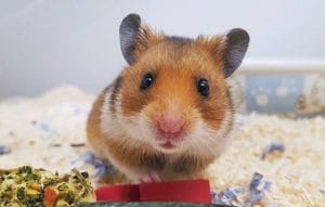 Hamster Names - 500+ Great Ideas For Naming Your Pet Hamster - PetPress