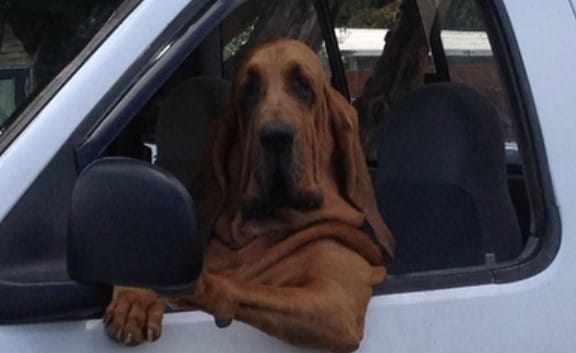 The 14 Funniest Bloodhound Memes of All Time! - PetPress