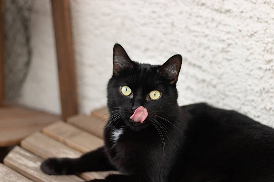14 Surprising Facts About The Bombay Cat - Page 2 of 3 - PetPress