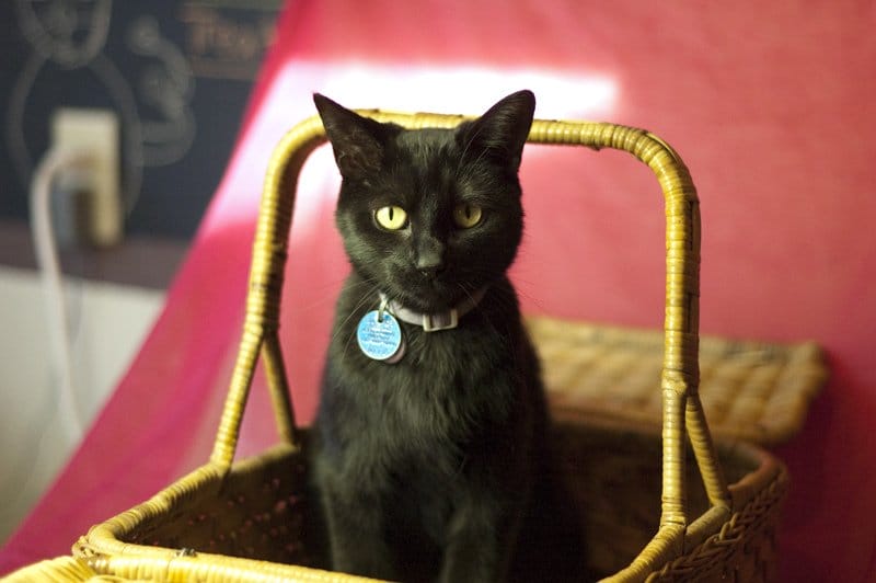 14 Surprising Facts About The Bombay Cat - PetPress