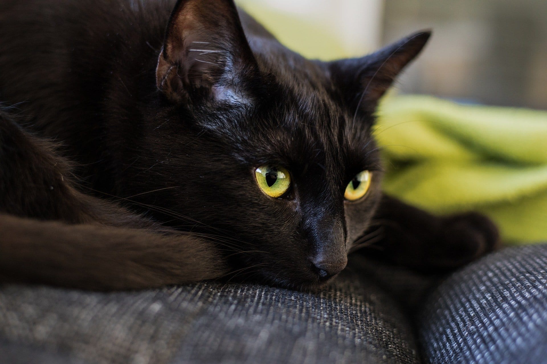 14 Surprising Facts About The Bombay Cat - PetPress