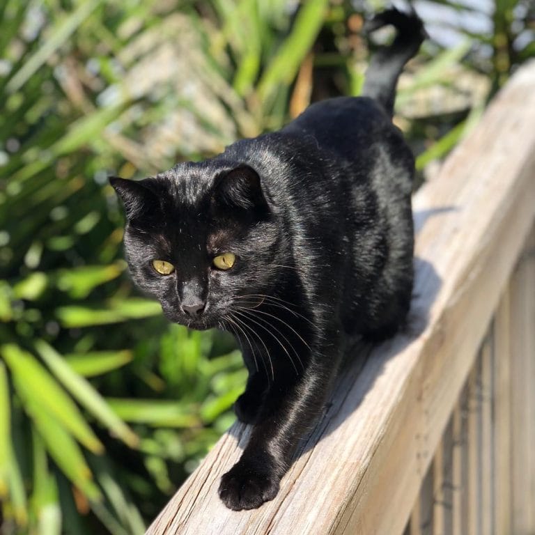 14 Surprising Facts About The Bombay Cat - PetPress