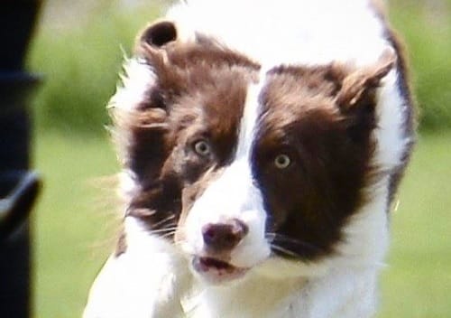 14 Funny Border Collie Memes That Will Make You Laugh! - PetPress