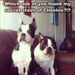 The 14 Cutest Boston Terrier Memes of All Time - PetPress