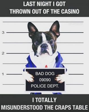 The 14 Funniest Boston Terrier Memes of All Time! - PetPress