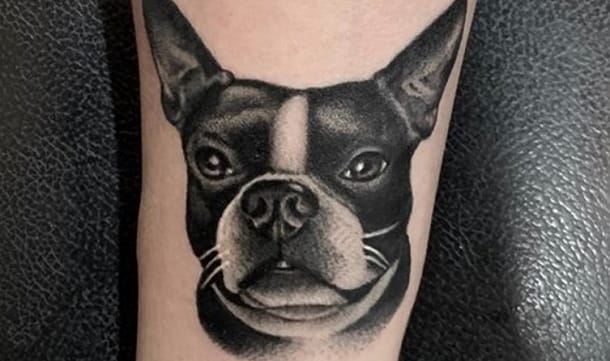 The 14 Most Realistic Boston Terrier Tattoos of 2019 - PetPress