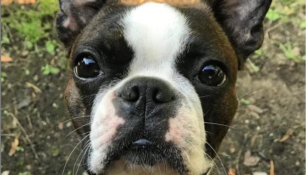 14 Adorable Facts About Boston Terriers - PetPress
