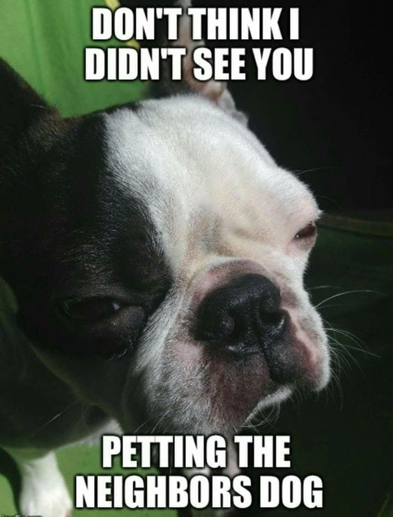 The 14 Cutest Boston Terrier Memes of All Time - PetPress