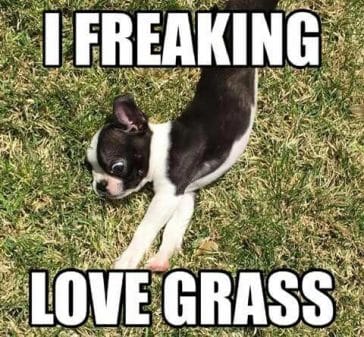 14 Extremely Funny Boston Terrier Memes - PetPress