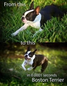 14 Extremely Funny Boston Terrier Memes - PetPress