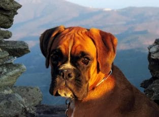 14 Things Only Boxer Owners Understand - PetPress