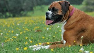 14 Things Only Boxer Owners Understand - PetPress