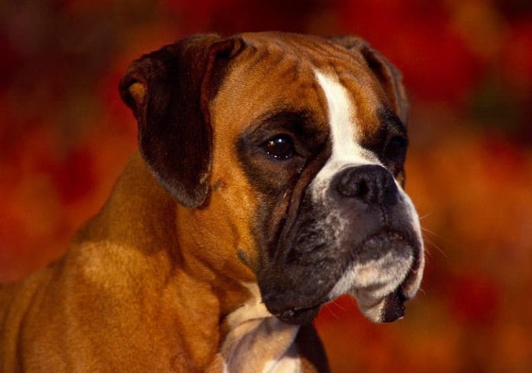 14 Things Only Boxer Owners Understand - PetPress