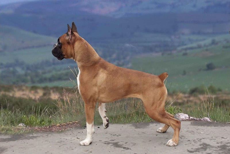 14 Things Only Boxer Owners Understand - Page 3 of 4 - PetPress