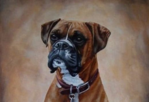 15 Character Traits Of a Boxer Dog - PetPress