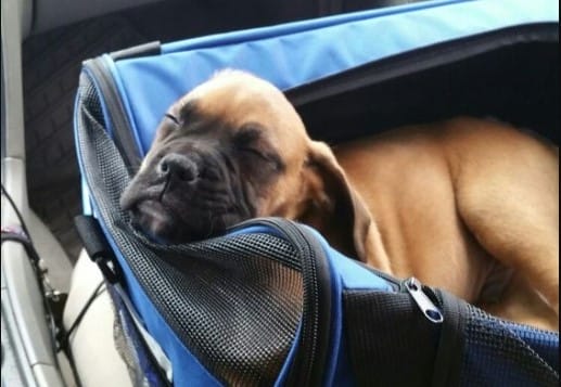 14 Of The Weirdest But Truly Wonderful Boxer Sleeping Positions - PetPress
