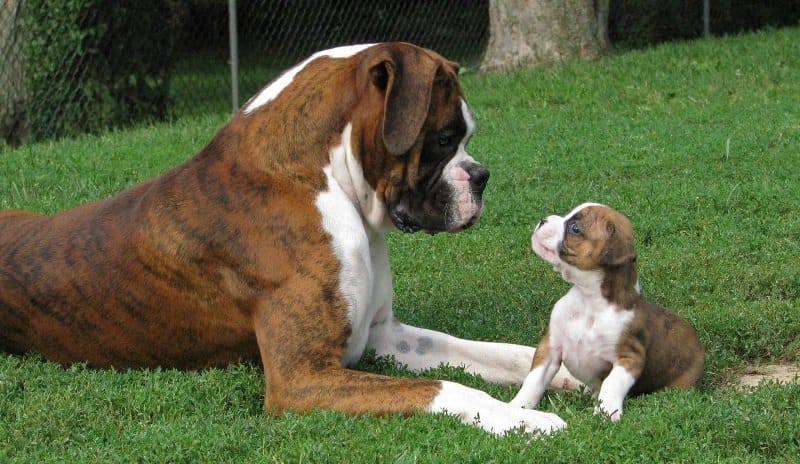 14 Things Only Boxer Owners Understand - PetPress