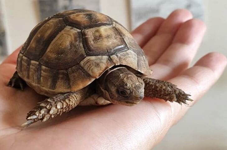Boy Turtle Names - 140 Great Male Turtle Names - PetPress