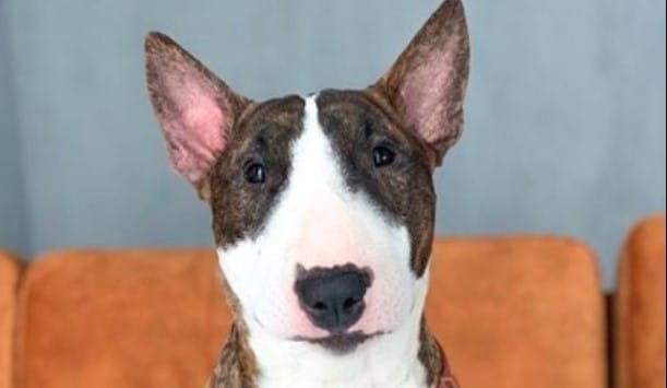 14 Interesting Facts About The Bull Terrier That Will Reveal To You The ...
