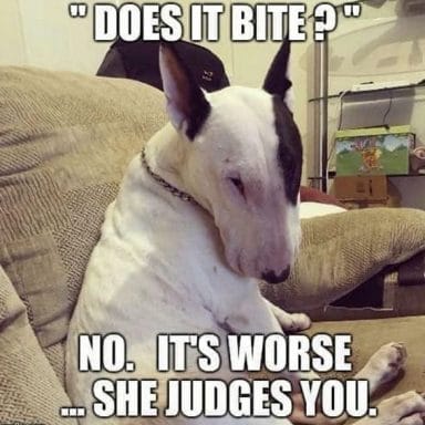 14 Hilarious Bull Terrier Memes of 2021