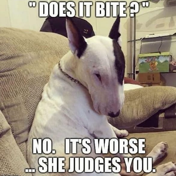 14 Hilarious Bull Terrier Memes of 2021