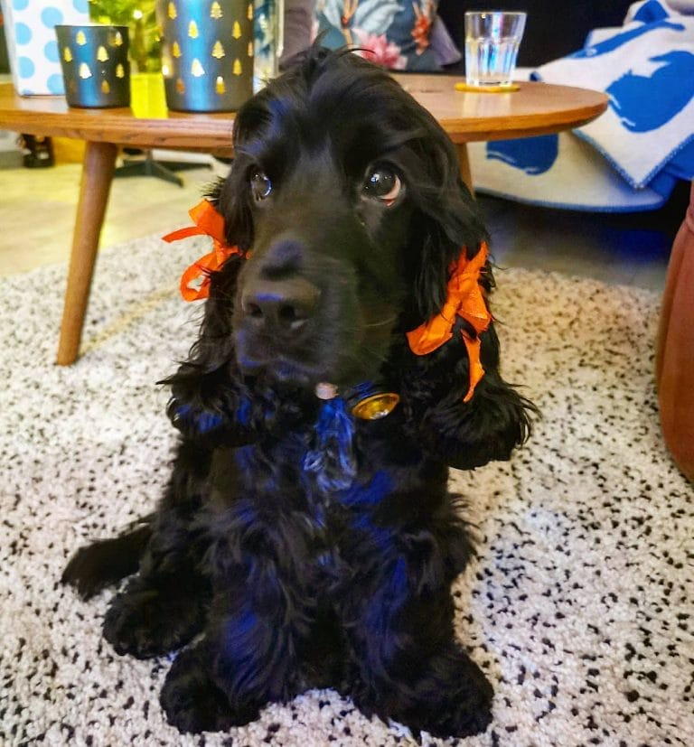 14 Adorable Facts About English Cocker Spaniels - Page 2 of 4 - PetPress